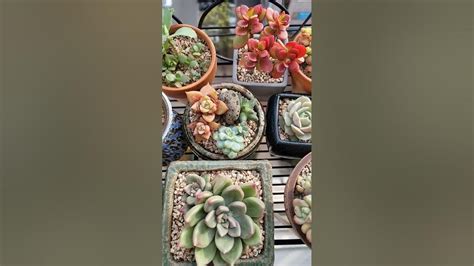 걸이대 다육이 들 Youtube