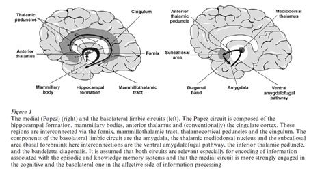 neural basis of learning and memory research paper iresearchnet