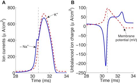 Sodium Potassium Pump Graph Alberspost Model For The Nakpump