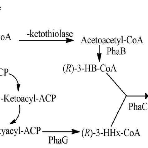 Biosynthesis Of Phb Co Hhx From P Putida Gpp104 39 Download