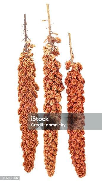 흰색 배경 상단 보기에 격리 된 빨간 기장의 세 가지 나뭇 가지 붉은 기장 씨앗 곡초류에 대한 스톡 사진 및 기타 이미지 곡초류 그래놀라 노랑 Istock