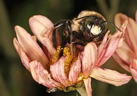 Observations From Meadowood May 2024 — Northern Virginia Bird Alliance