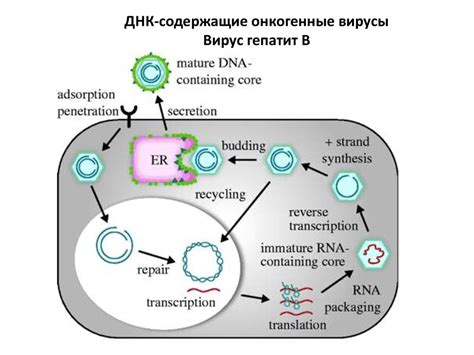 Онкогенные вирусы и прионы презентация онлайн