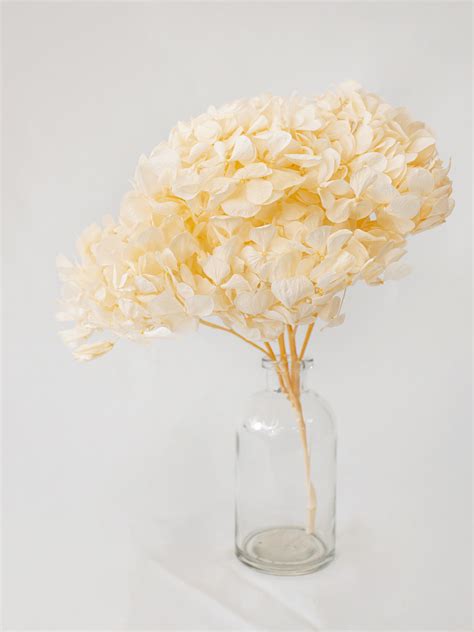 Гортензія широколиста стабілізована на гілці Roseamor Cha 99 кремова купити в Україні за низькою