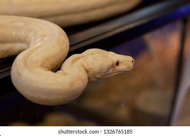 Burmese Python Coiled Poses Model People Stock Photo 1326765185 Shutterstock