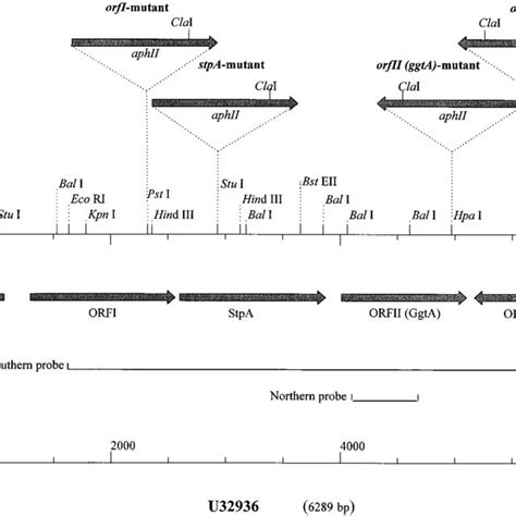 Restriction Map And Protein Encoding Regions Arrows Below Of The