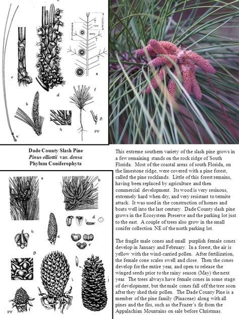 Phylum Coniferophyta