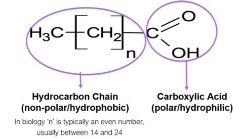 Lipids Lipid Structure And Metabolism Flashcards Quizlet