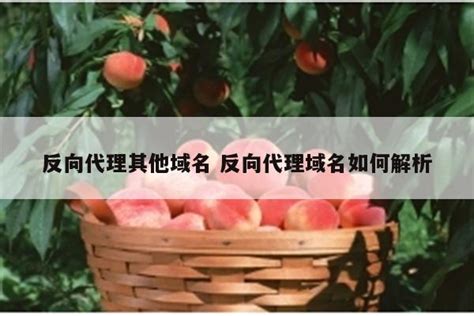 反向代理其他域名 反向代理域名如何解析 技术分享 Xp资讯网
