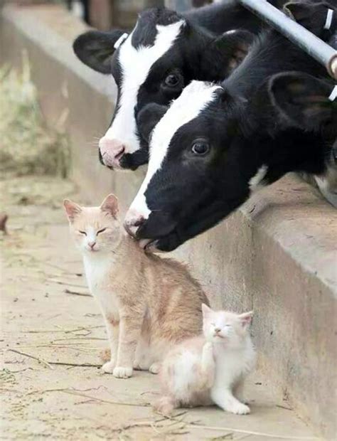 Hereford And Hereford Angus Cross Calves Miniature Cow Breeds