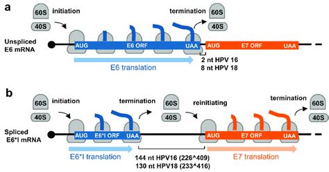 Regulation Of E6 And E7 Translation From Hpv16 And Hpv18 Polycistronic