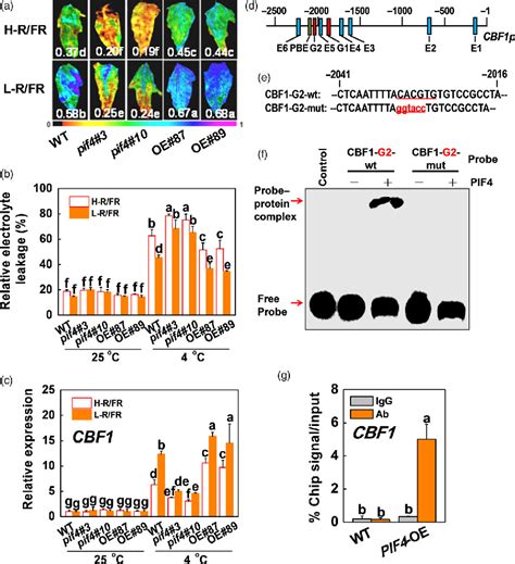 Figure 2 From Crosstalk Of Pif4 And Della Modulates Cbf Transcript And Hormone Homeostasis In