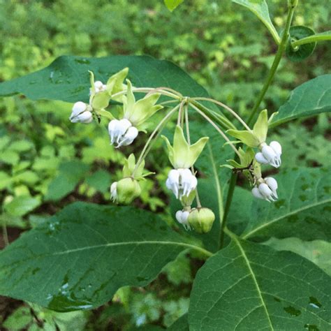 Poke Milkweed Plant Sets