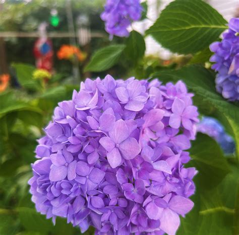 Beautiful Purple Hydrangea 💜 Scrolller