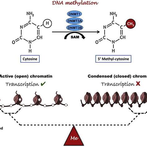 2 The Schematic Diagram Displaying How The Dna Methyltransferase