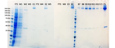 Successful Generation Of Fragments Of The Htt Protein And Improving The