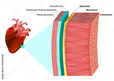 The Layers Of The Heart Wall Anatomy Myocardium Epicardium Endocardium And Pericardium Heart