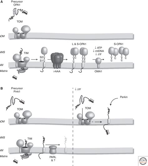 Quality Control Of Mitochondrial Proteostasis