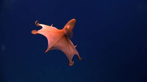 5 Awesome Dumbo Octopus Facts The Cutest Octopus Ever Octonation