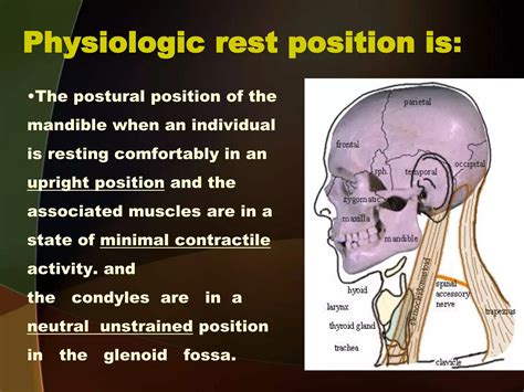 Complete Denture 4 Maxillo Mandibular Relation Records D Vertical