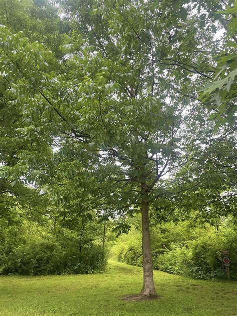 Blue Ash Cmp Tree Selection Tool