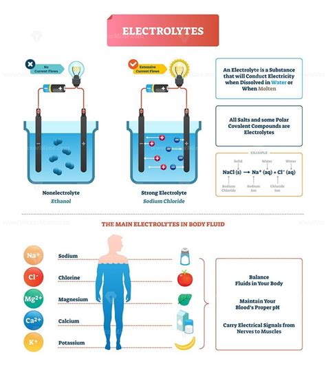 Electrolytes Test Vector Illustration Vectormine Body Fluid
