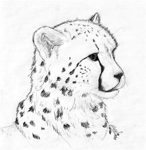 Cheetah Face Drawing Easy Step By Step At Cassandra Edwards Blog