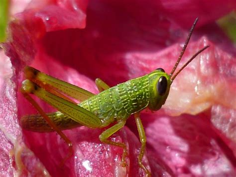 Grasshopper Fifteen Farmers Coffee Project