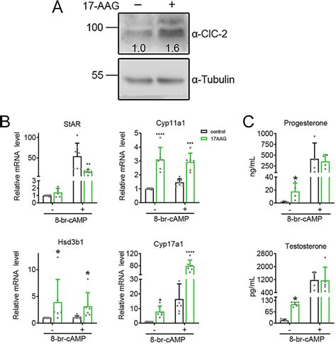 Regulation Of Testosterone Synthesis In Leydig Cells By Clc 2 Chloride