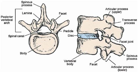 Angular Deformities Of The Lower Extremities Teachme Orthopedics