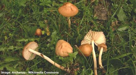 16 Types Of Yard Mushrooms With Pictures Identification Guide