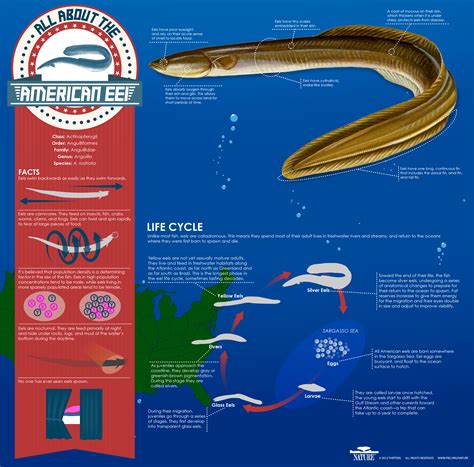 The Mystery Of Eels ~ Infographic All About The American Eel Nature