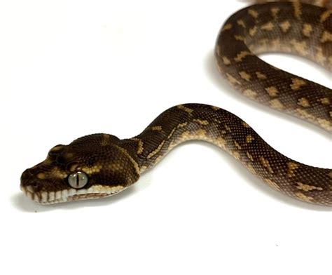 Rough Scaled Python Female Rough Scaled Python By Tb Snakes