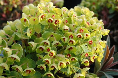 Euphorbia X Martini ‘tiny Tim Spurge