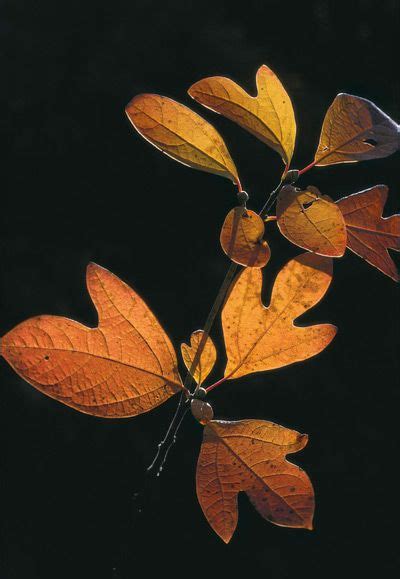 Best Images About Trees On Pinterest