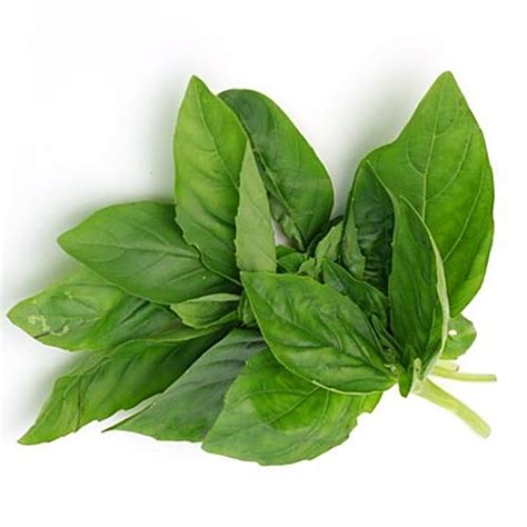 Buy Gopalan Organic Basil Online At Best Price Of Rs 24 99 Bigbasket