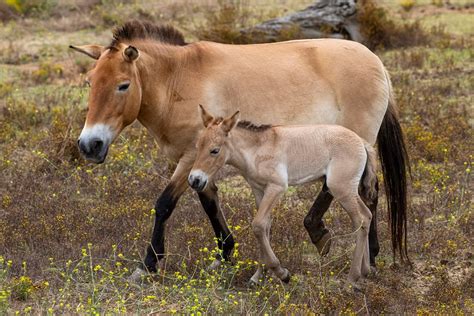 Meet The Przewalskis Horse Animalpages