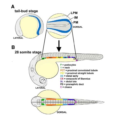 Cell Types Images Adapted From 18 With Author Rights Download Scientific Diagram