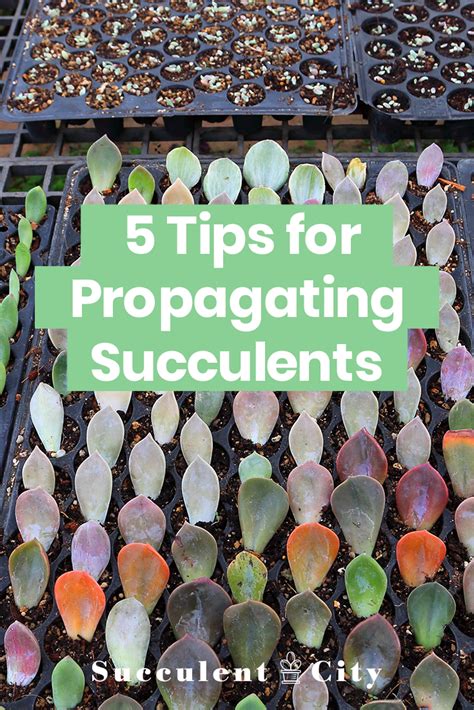 How To Propagate Your Succulents Successfully Artofit