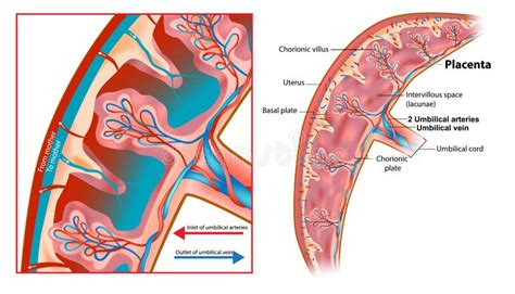 Human Fetus Placenta Anatomy Structure Of The Chorionic Villus
