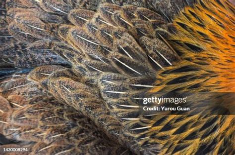 Rooster Feather Texture Photos And Premium High Res Pictures Getty Images