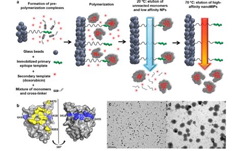 A Scheme Of The Solid Phase Synthesis Process For Double Imprinted