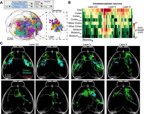 Neuron Projection Unsupervised Classification Of Brain Wide Axons
