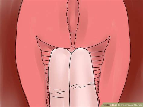 How To Feel Your Cervix 9 Steps With Pictures WikiHow