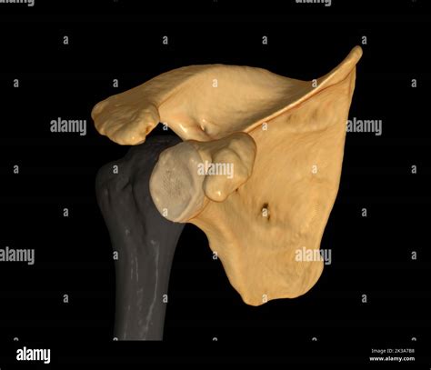 Ct Shoulder 3d Of Computed Tomography Volume Rendering Examination Of The Shoulder 3d Rendering