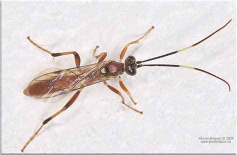 Ichneumonidae Bugguidenet