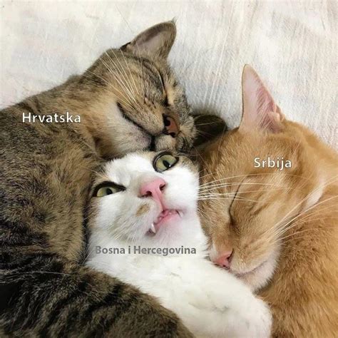 Bosnia And Croatia Meme Captions Profile