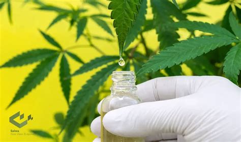 Leaf Nutrient Analysis Precision Insights For Plant Health