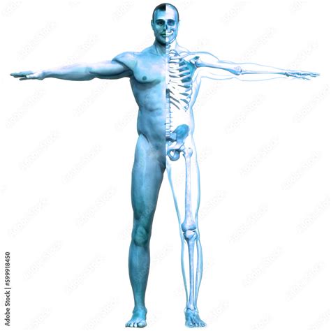 Human Skeleton System Bone Joints Anatomy Stock Illustration Adobe Stock