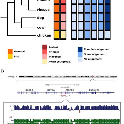Conservation Of Novel Mirnas A Summary Of Pre Mirna Sequence Download Scientific Diagram